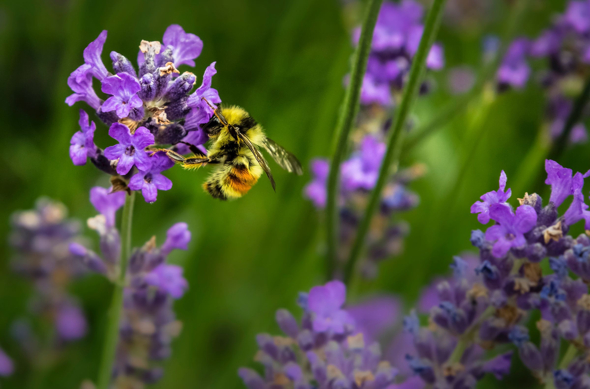 🐝 Rewilding project brings more buzz to prestigious campus | Warp Institute
